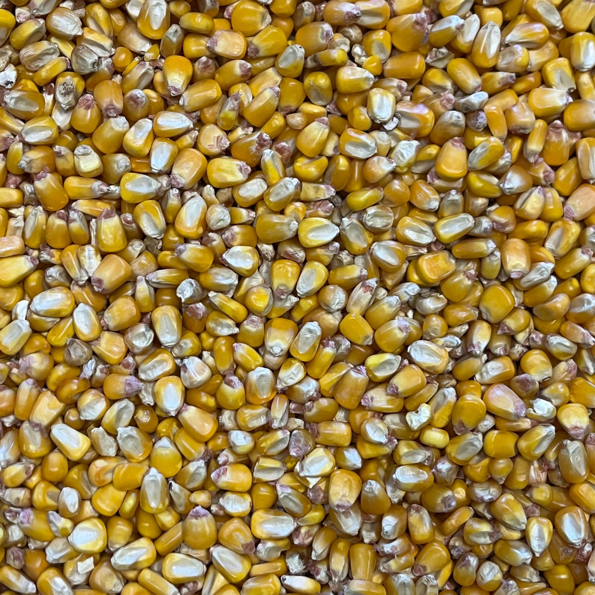 Yellow Cornmeal – Artisan Milling Company
